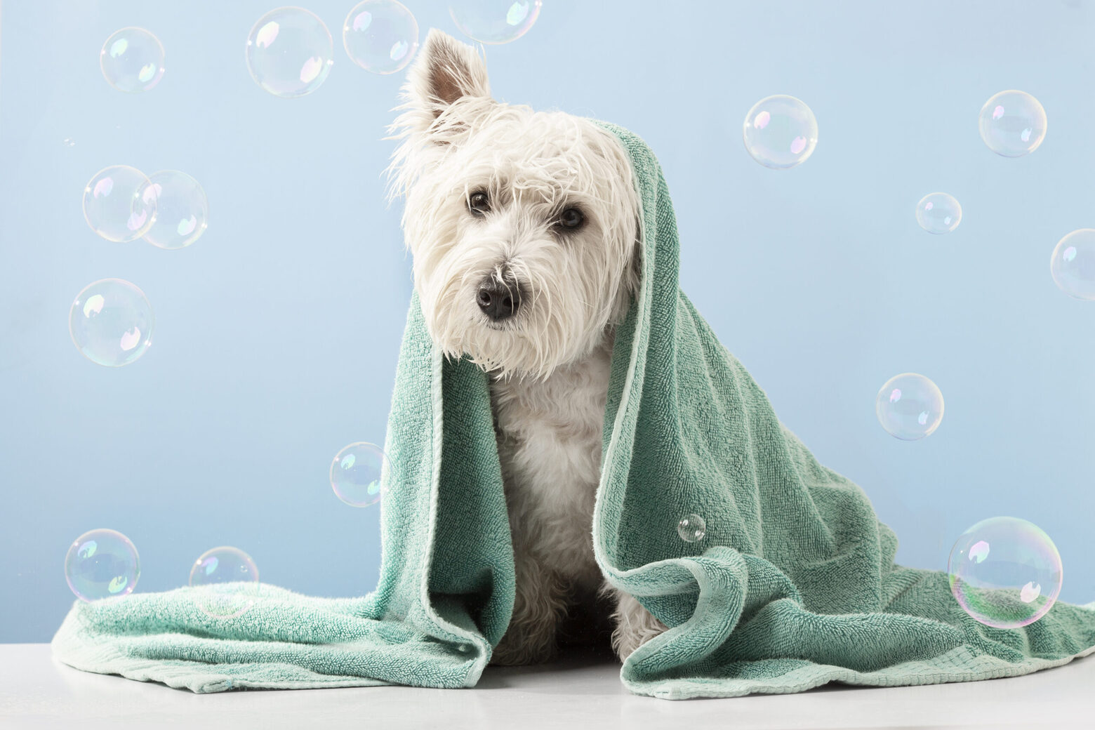 How to Properly Dry Your Dog After a Bath to Prevent Skin Issues ...