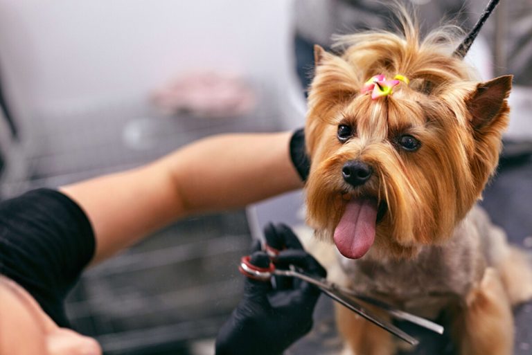 How to Tell If Your Dog Needs Professional Grooming ...